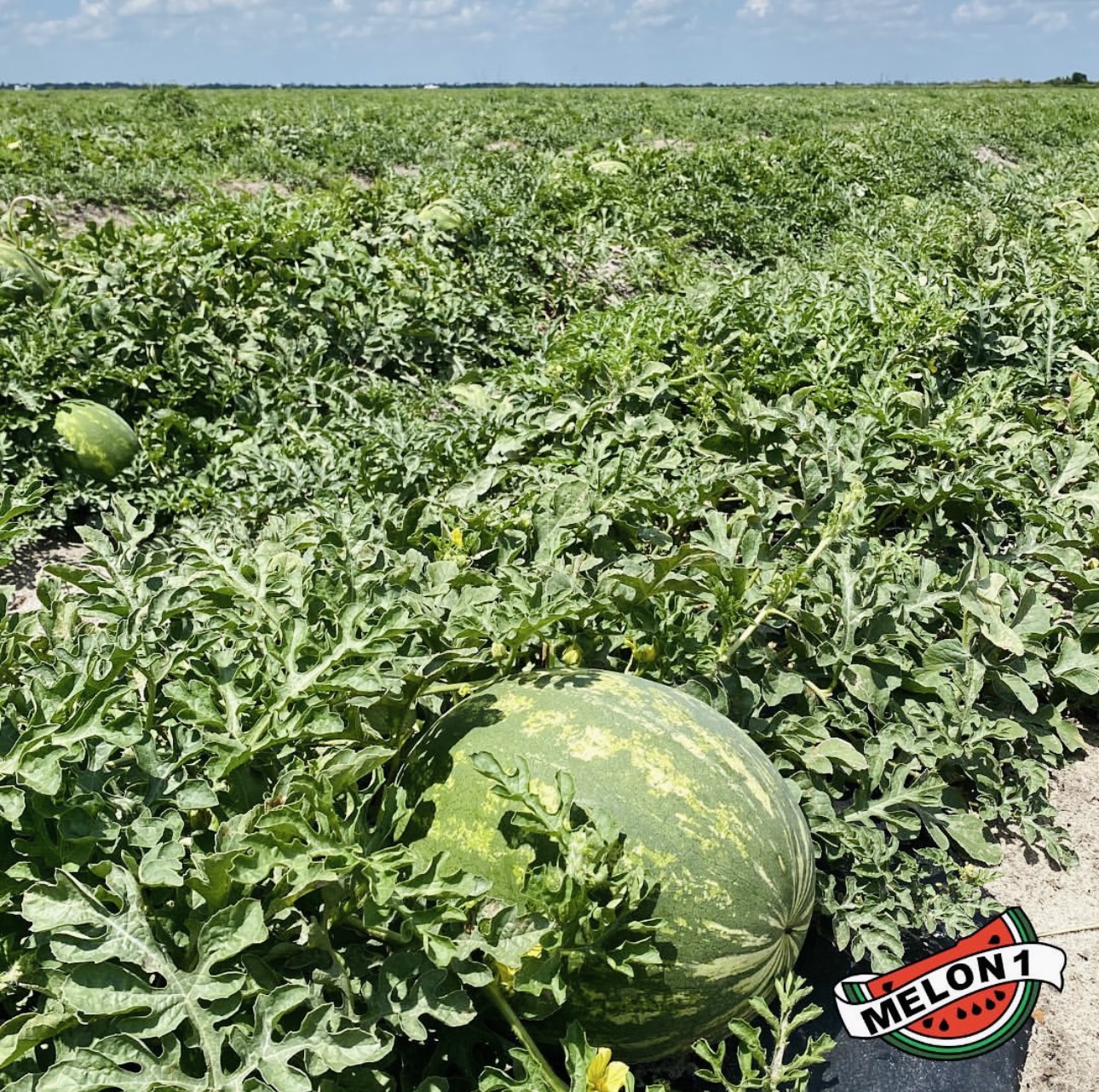 Buy the Whole Damn Watermelon: A Culinary Crusade for Farmers